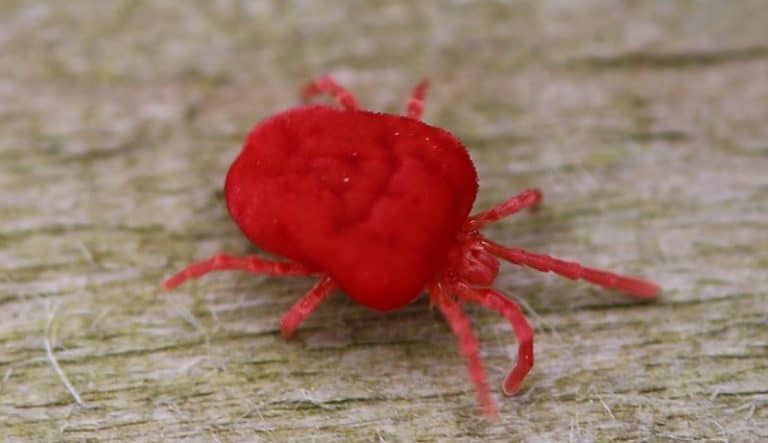 Chiggers vs Clover Mites: 3 Critical Differences